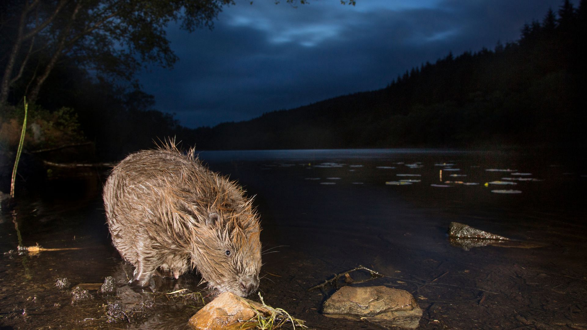 Mission rewilding: Scotland and Wales are trailblazing Europe’s nature ...