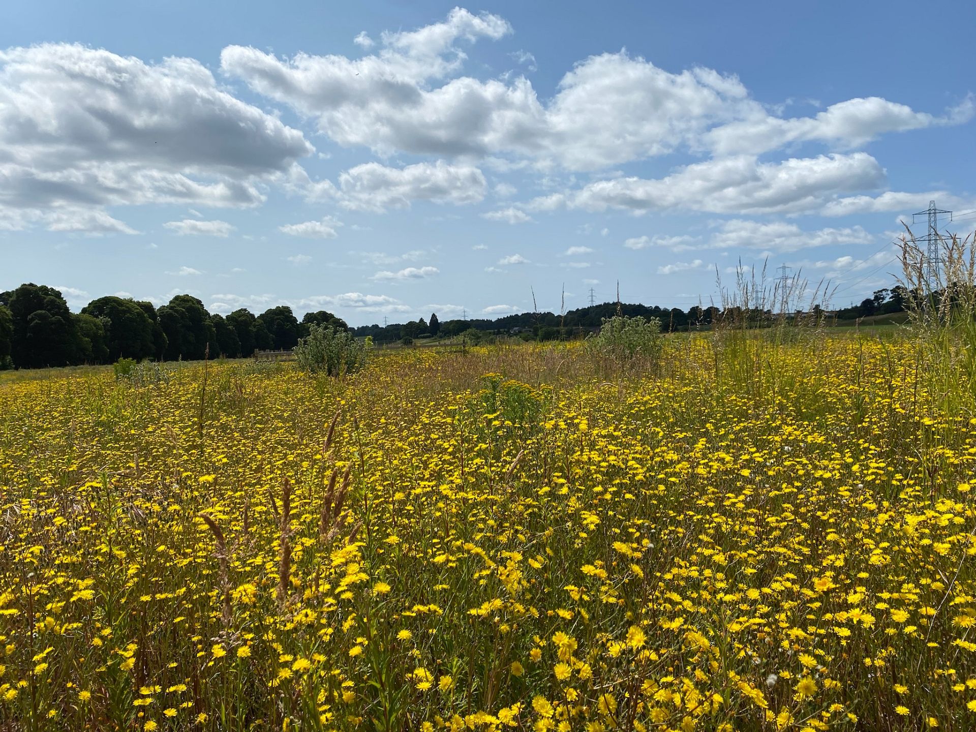 Mission rewilding: Scotland and Wales are trailblazing Europe’s nature ...