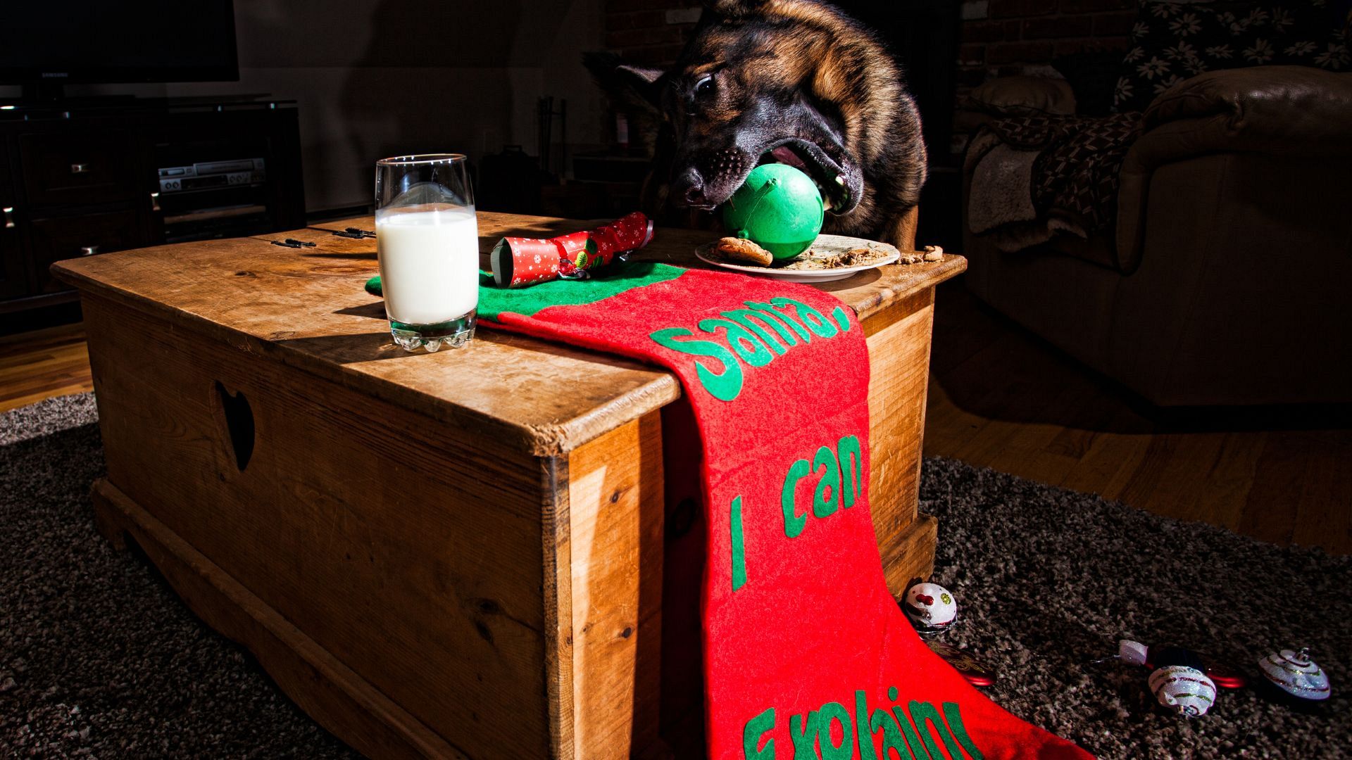 ¿Quiere regalar una mascota para Navidad? Los británicos miman más a su ...