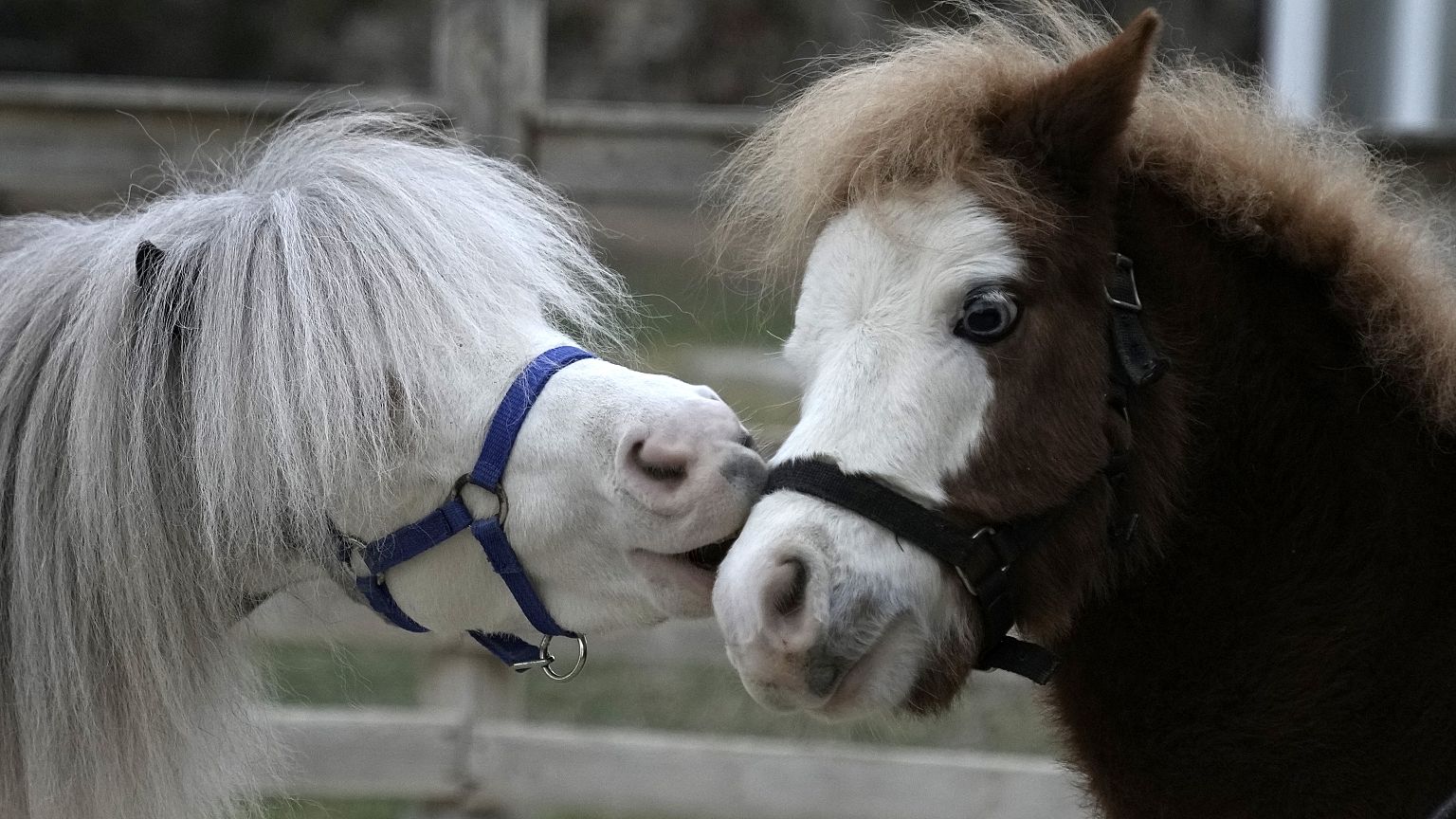 Ponis terapéuticos: un regalo navideño para los atenienses más ...