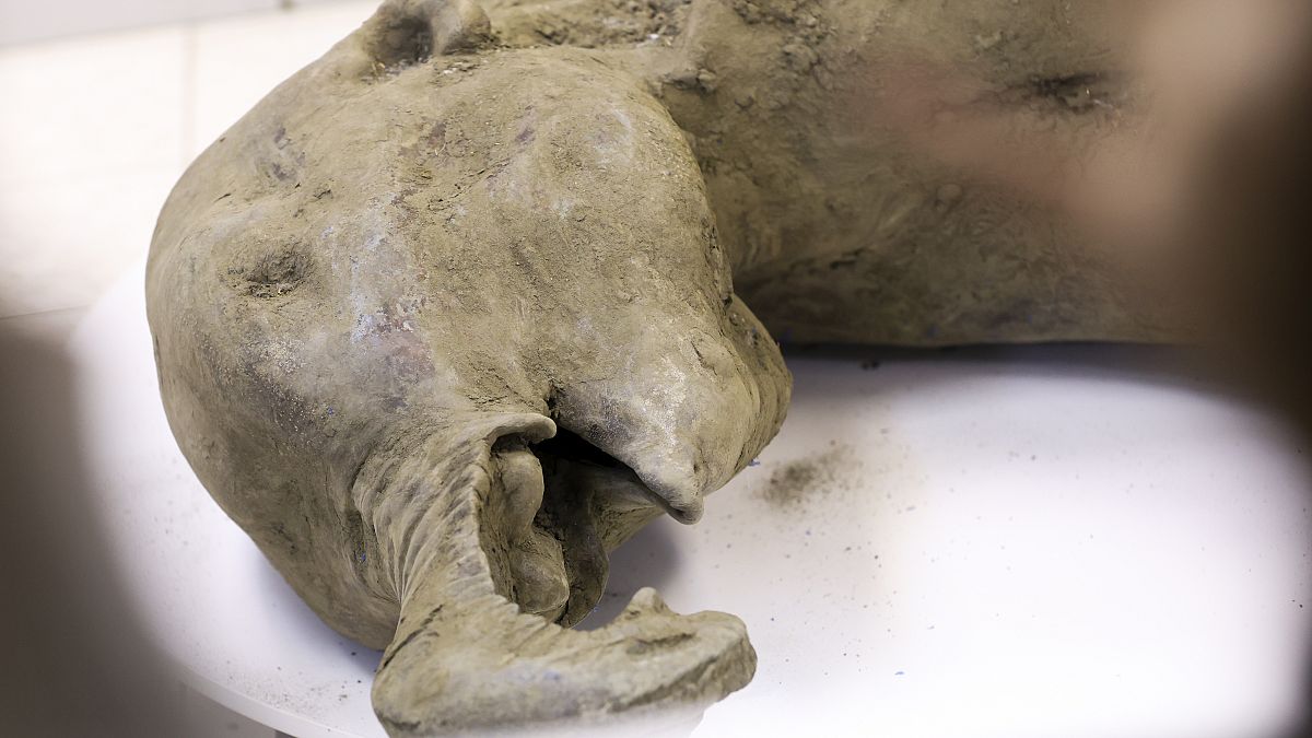 50.000 yıl boyunca korunan bebek mamut, Rusya'da tanıtıldı | Euronews