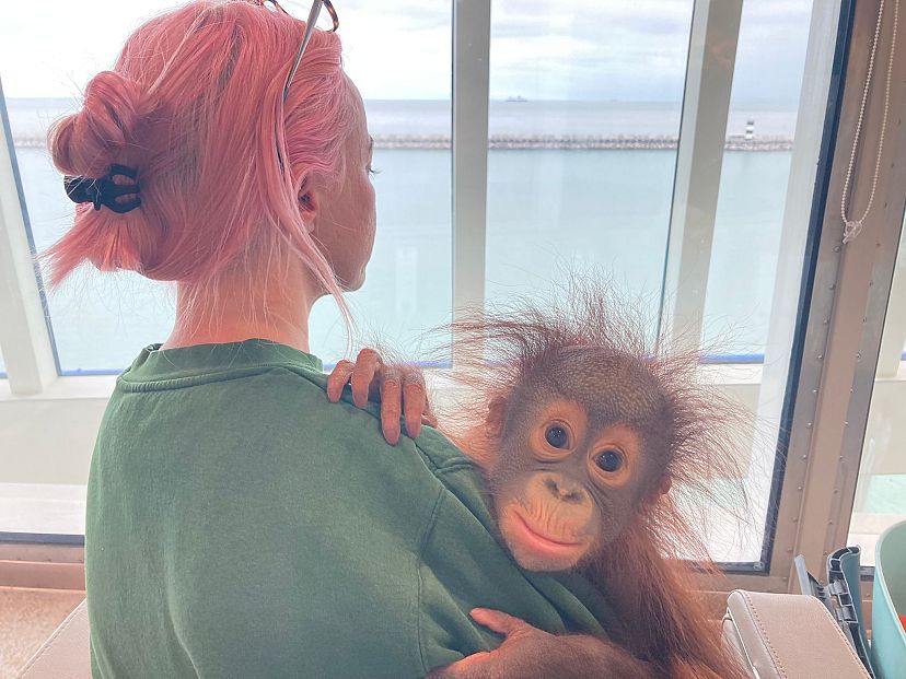 ‘Whirlwinds of orange’: Inside the rescue centre setting baby ...