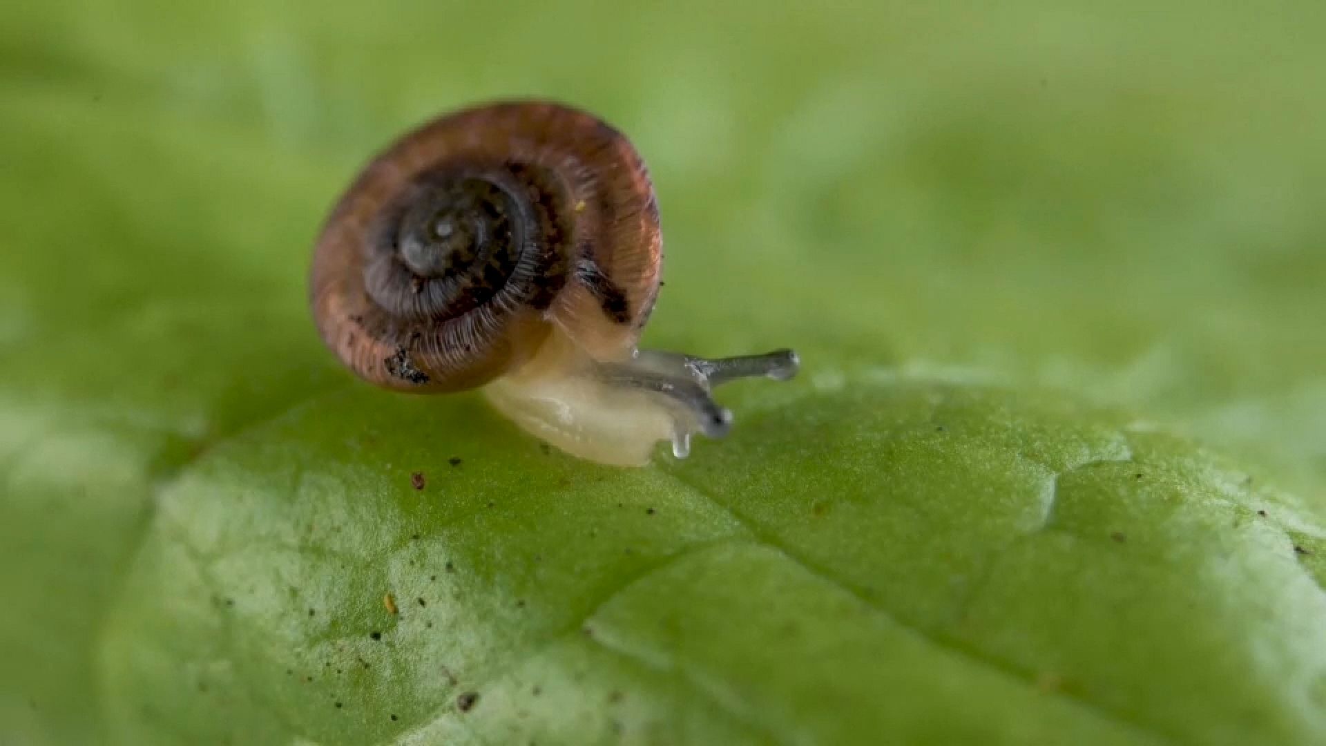 UK zoo breeds and releases endangered snail onto Atlantic island | Euronews