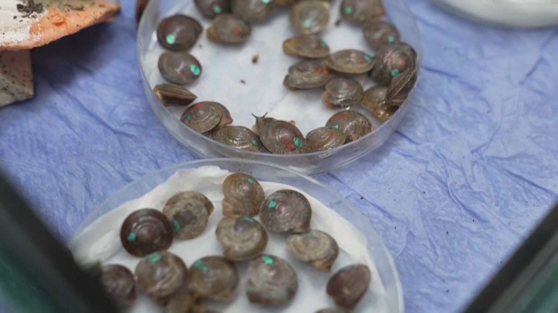 UK zoo breeds and releases endangered snail onto Atlantic island | Euronews