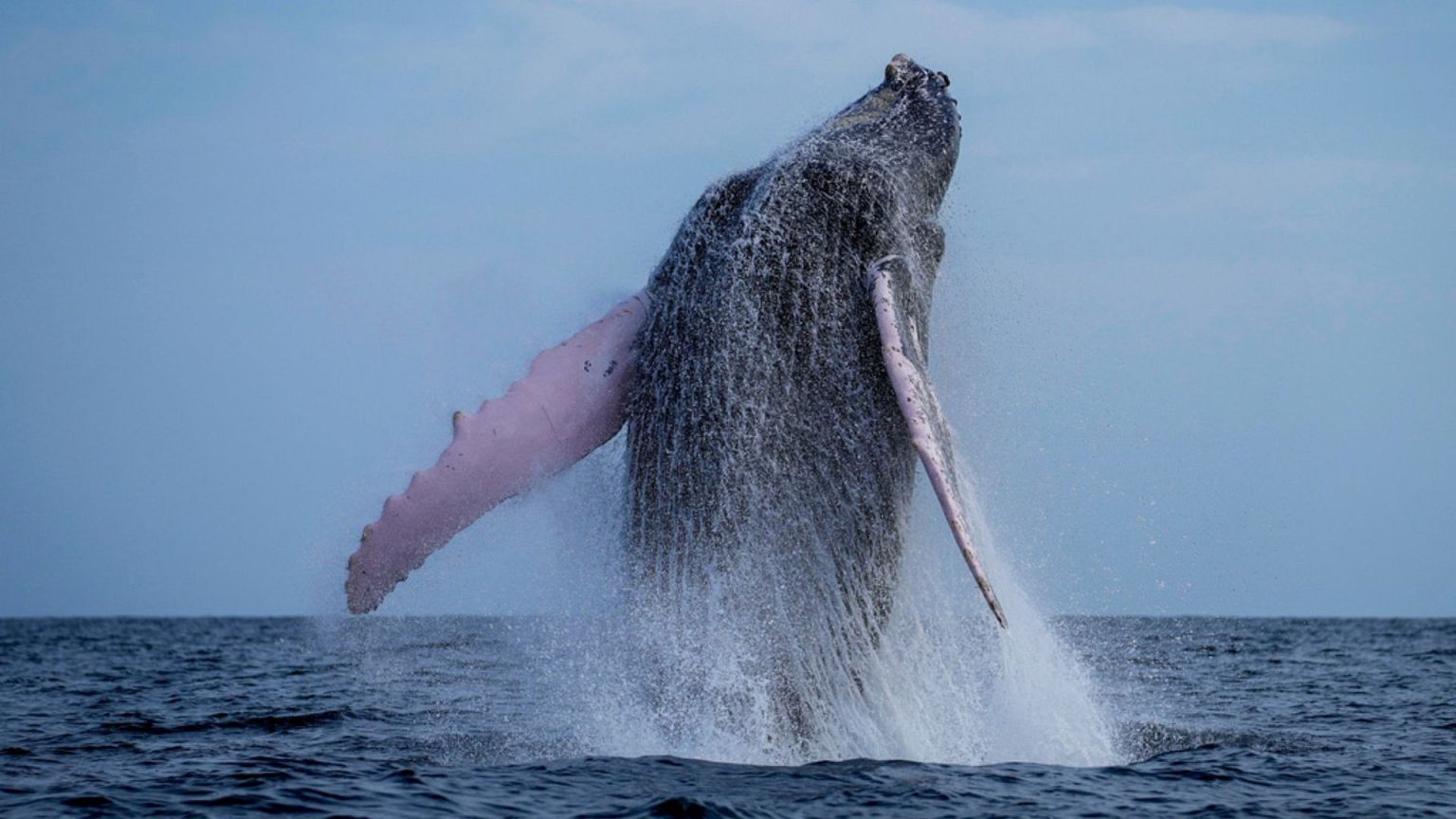 Humpback whales spotted off UK coast: Have European whaling bans ...