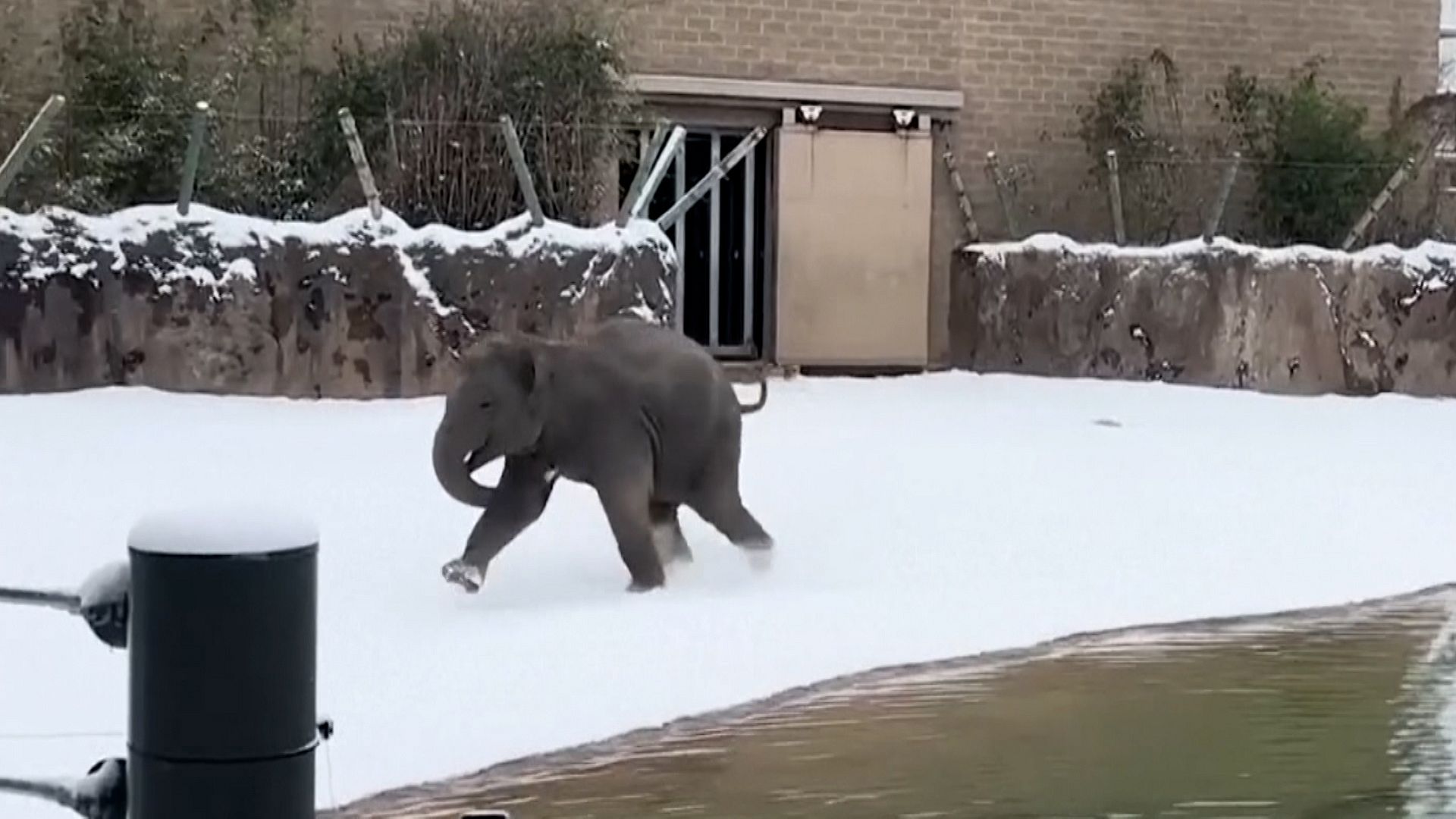 Video. Houston Zoo animals discover snow for the first time | Euronews