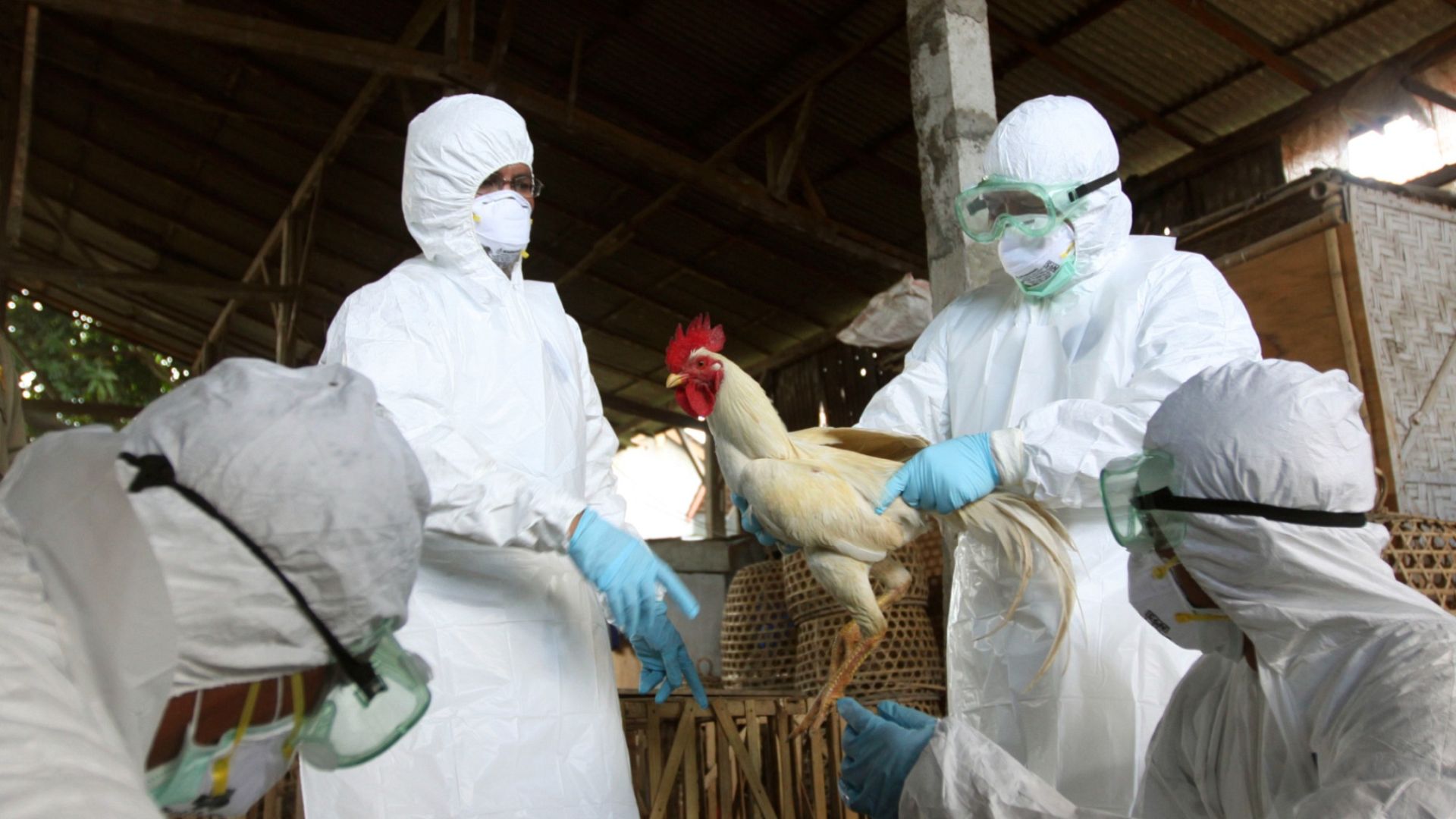 EU experts warn: Emerging avian flu mutations could adapt to humans and ...
