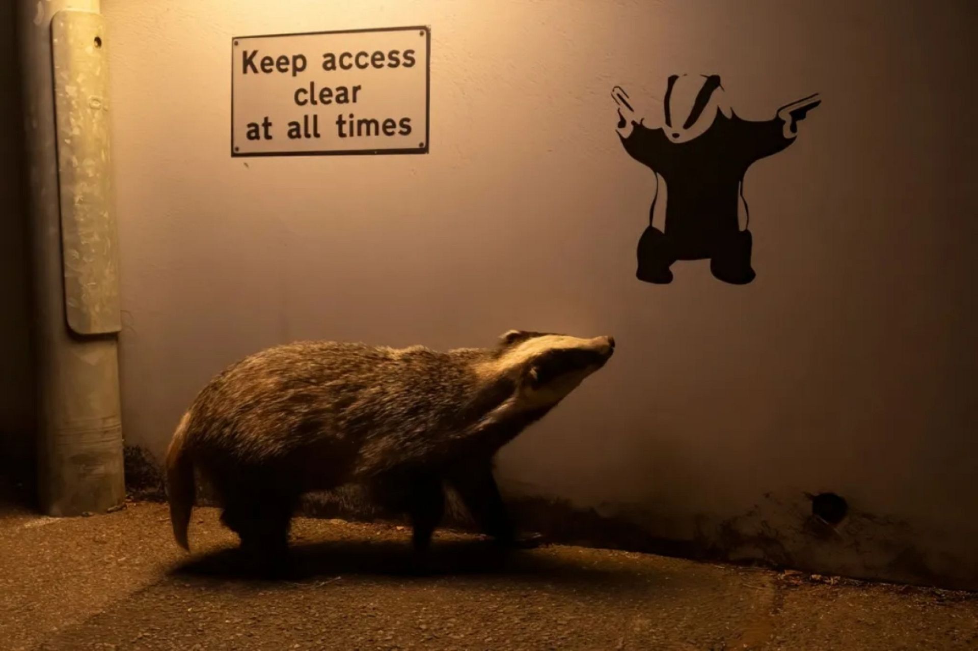Badger admiring Banksy-style badger wins Wildlife Photographer People's ...
