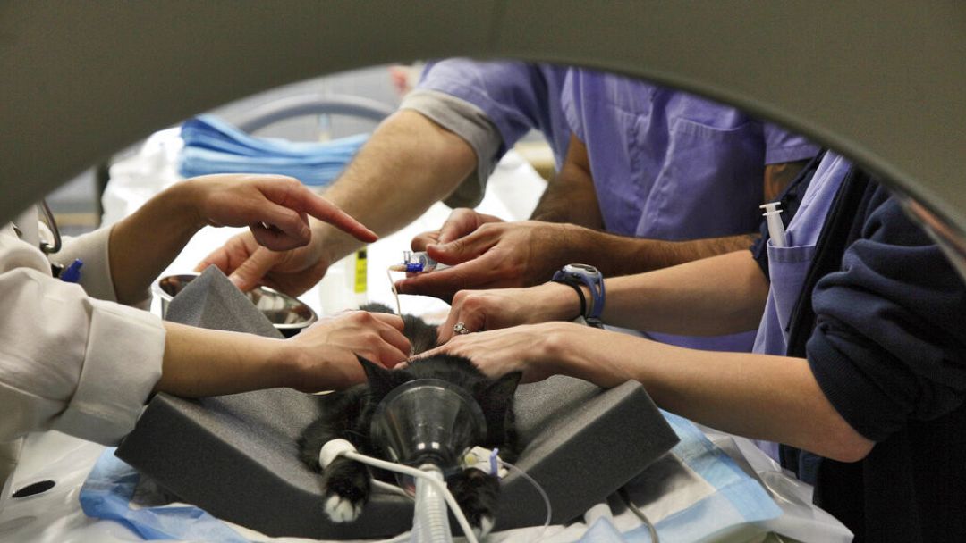 Italian doctor under investigation after giving his injured cat a CAT ...