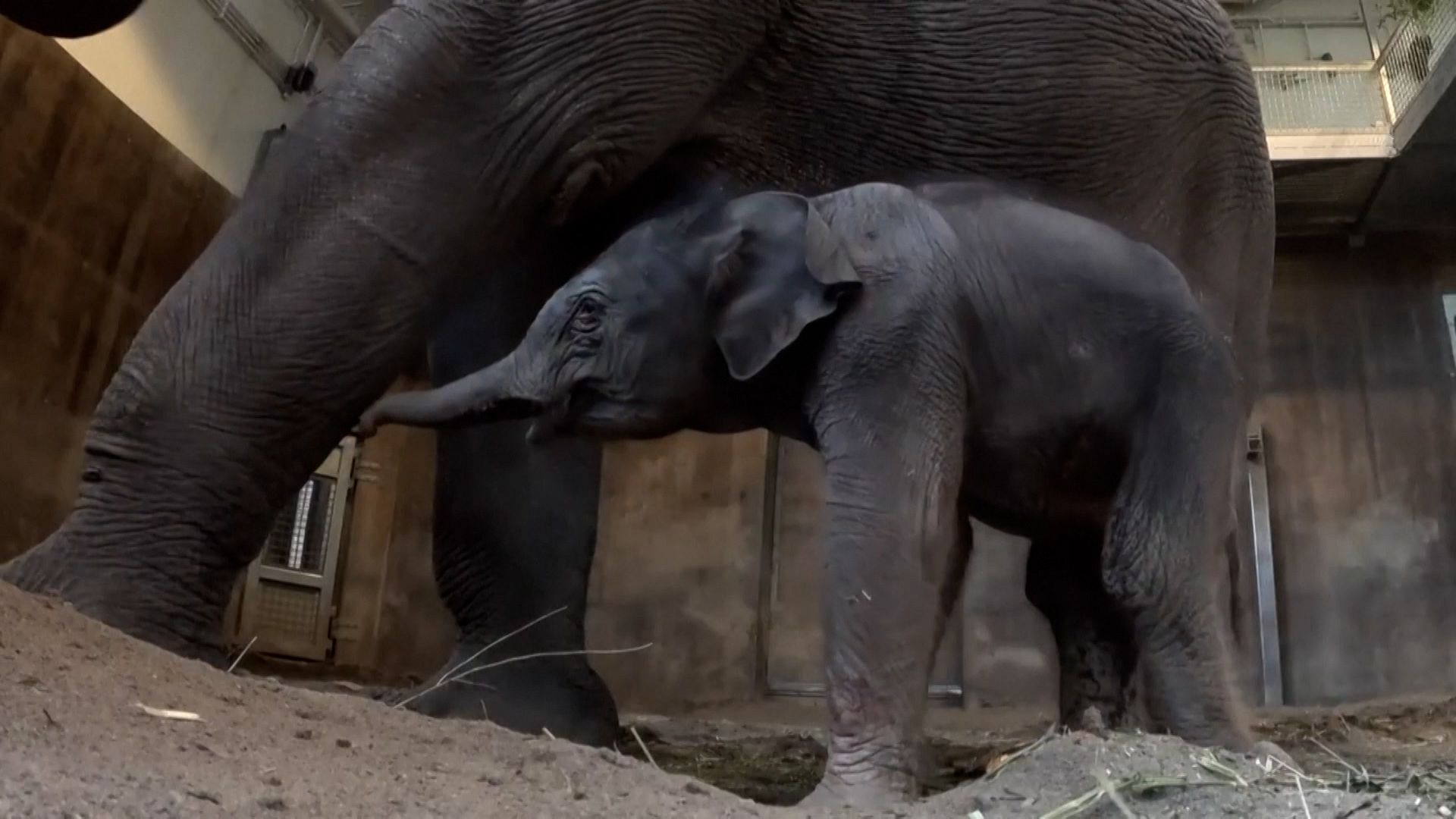 Video. First steps of Oregon Zoo's baby elephant | Euronews