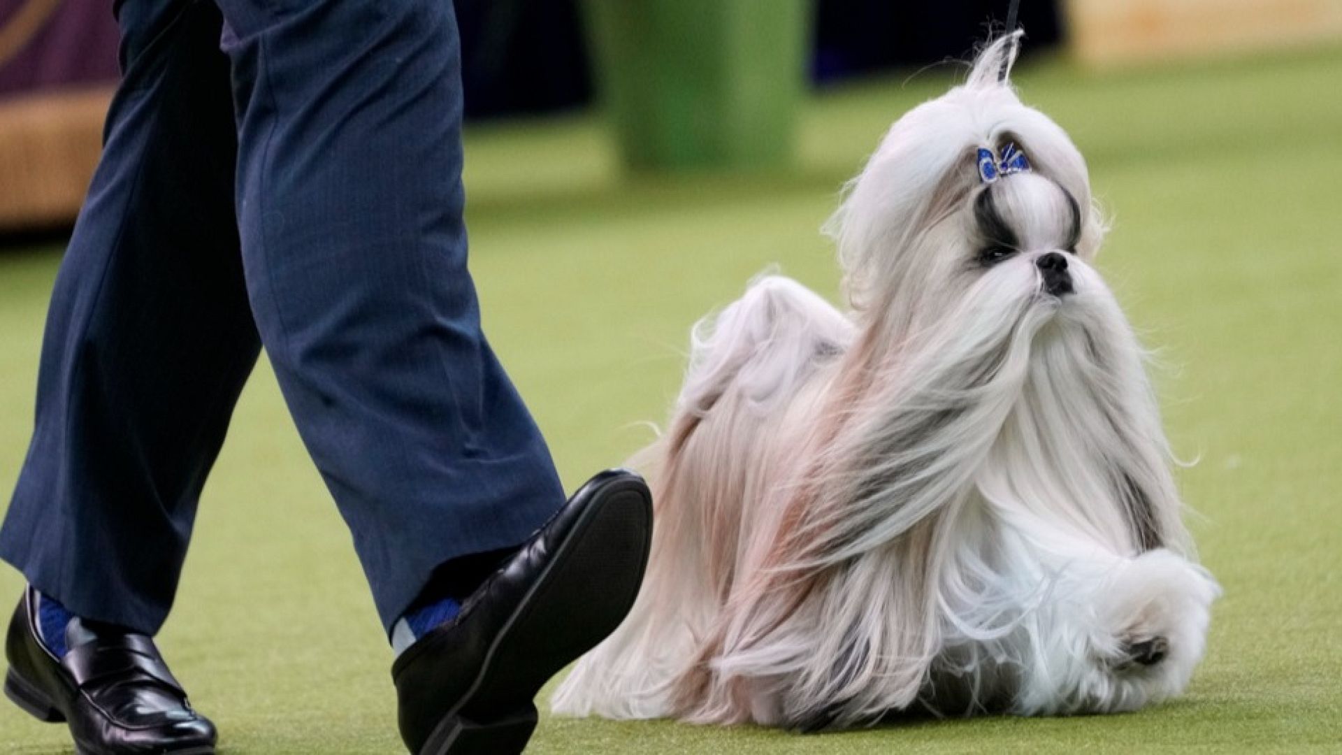 Video. The grand names of the Westminster Kennel Club dogs | Euronews