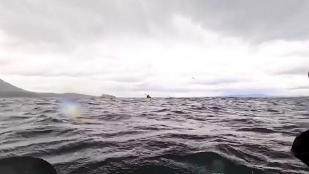 Whale pee transports thousands of tonnes of vital nutrients around the ...