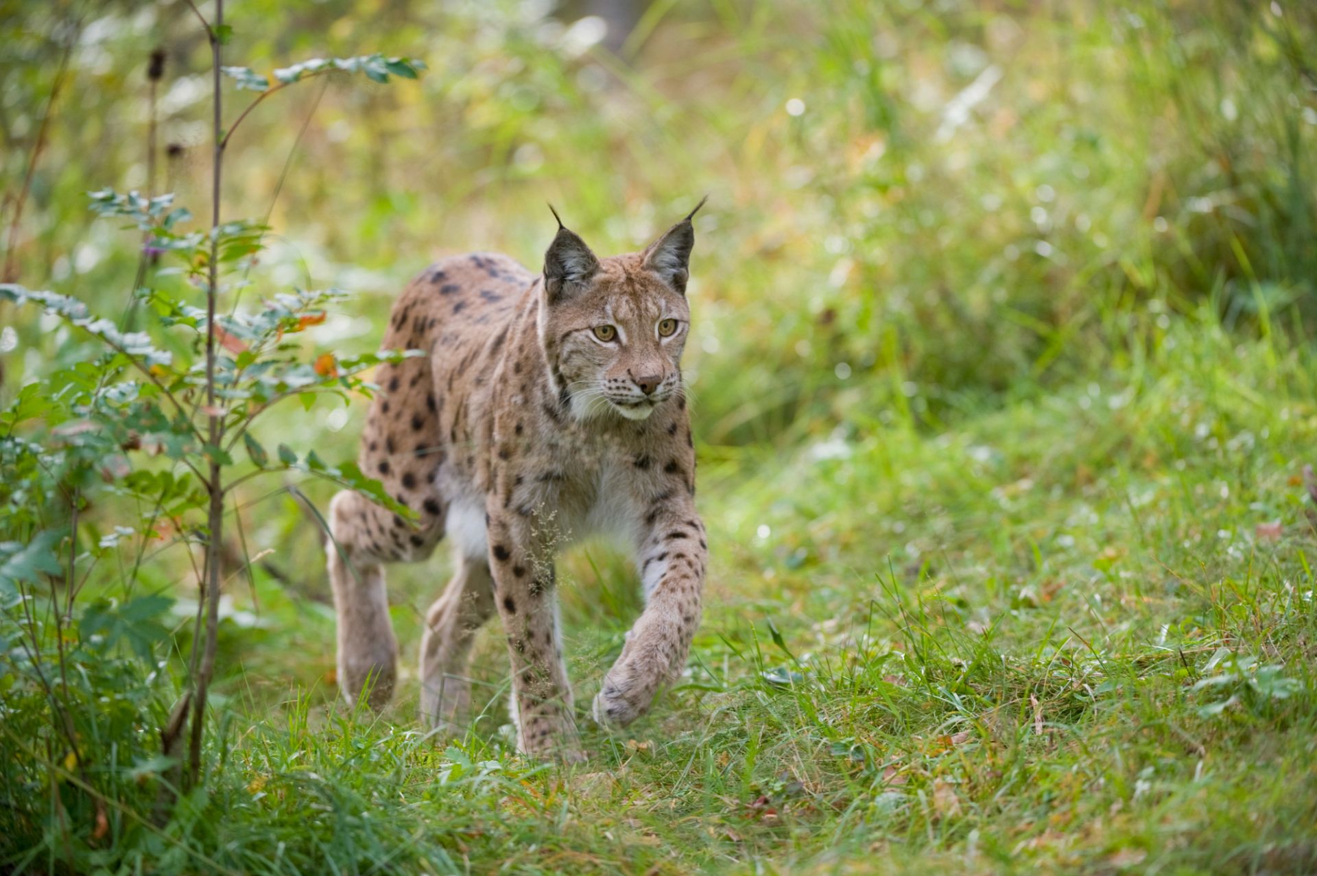 Despite promising climate research, ‘wolves won’t be back in Scotland ...