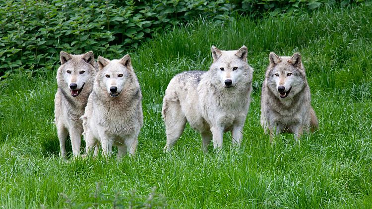 Despite promising climate research, ‘wolves won’t be back in Scotland ...