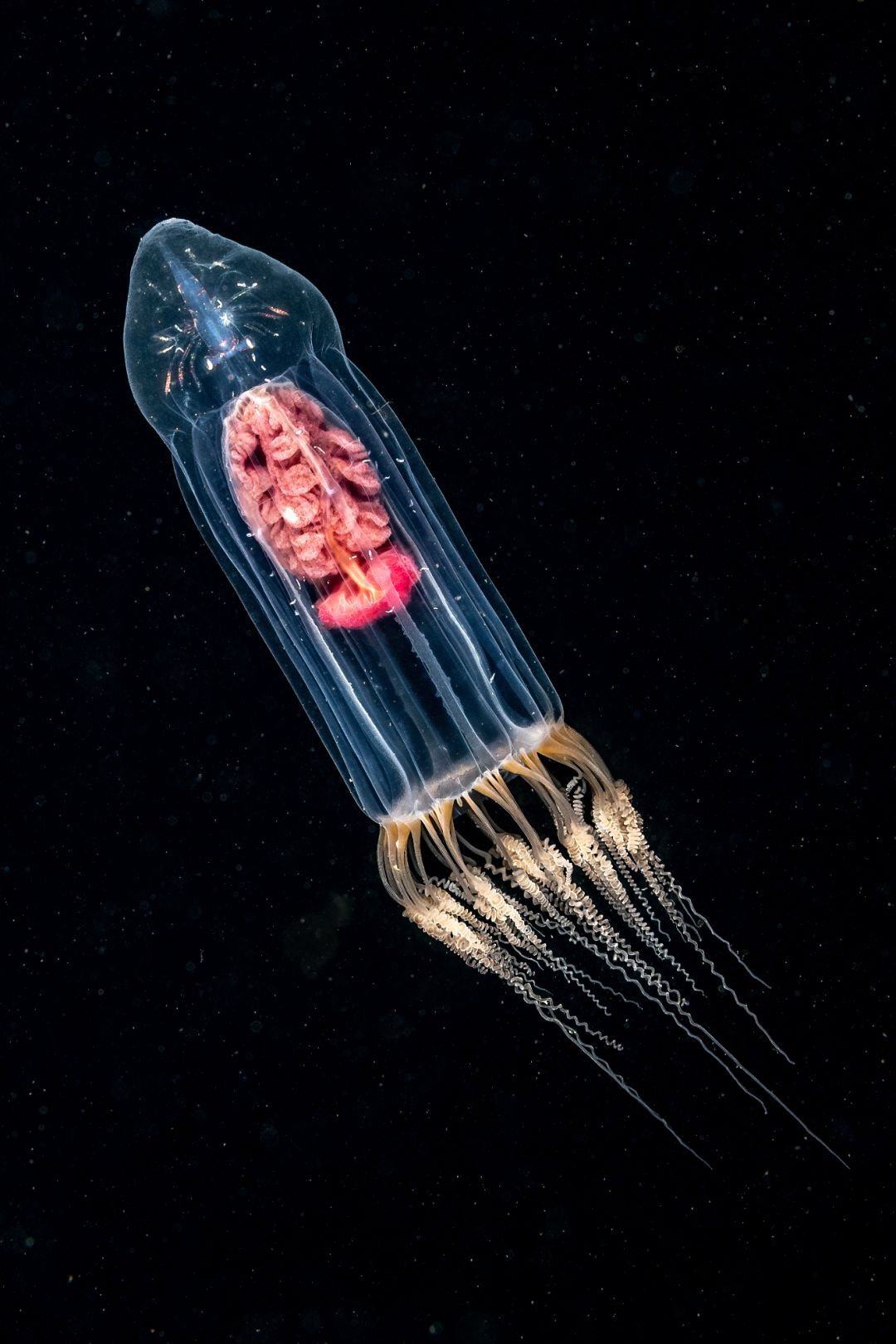 From sunken ships to humpback whales: The 2025 Underwater Photographer ...