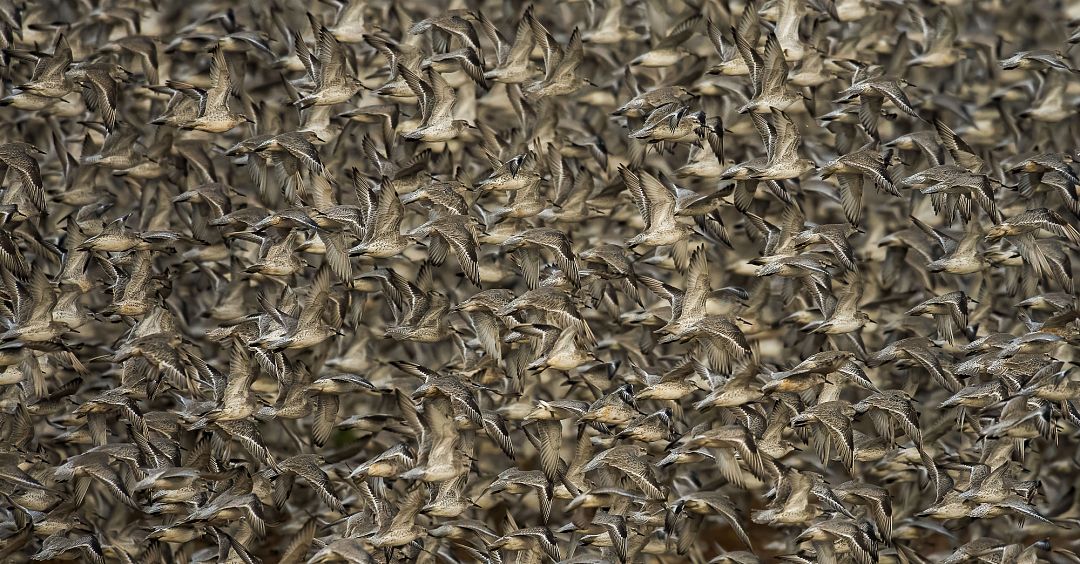 'This fragile planet': These beautiful photos are the winners of the ...