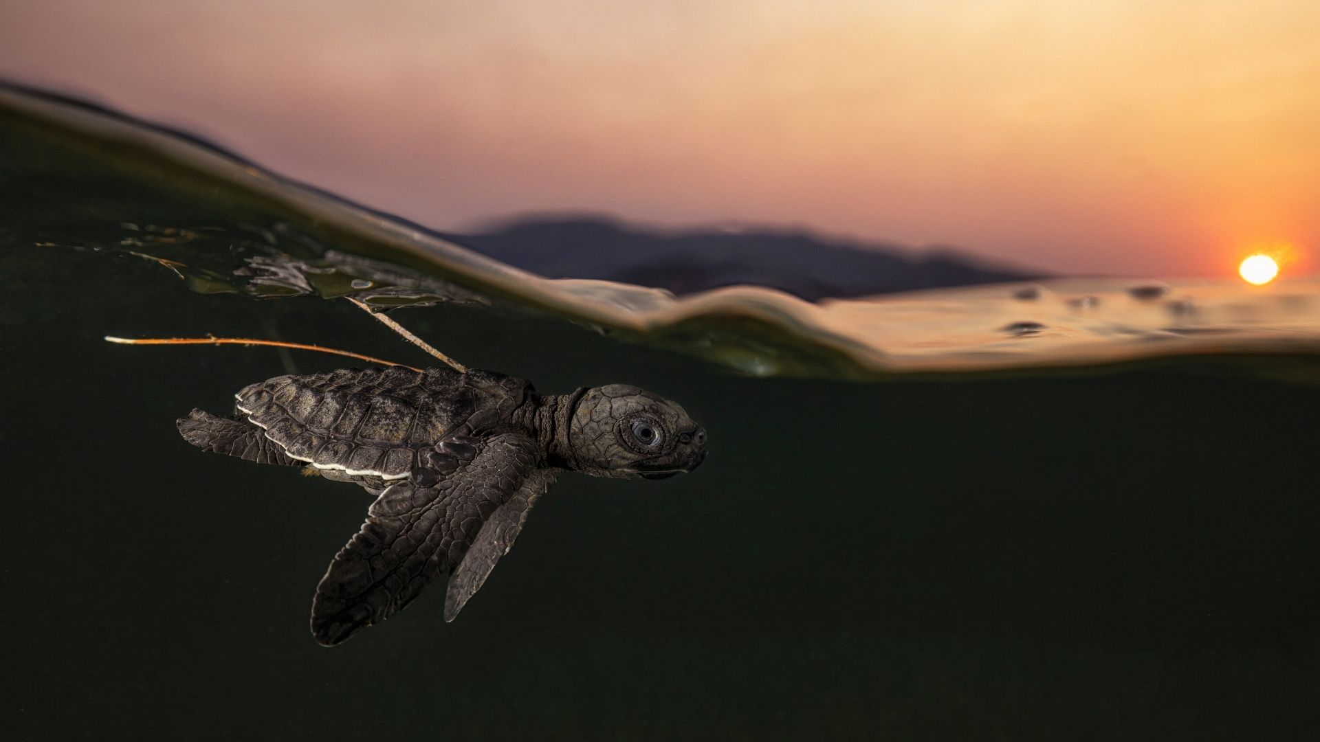 'This fragile planet': These beautiful photos are the winners of the ...