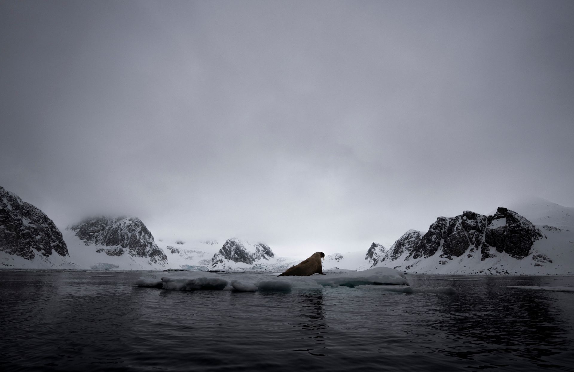 'This fragile planet': These beautiful photos are the winners of the ...