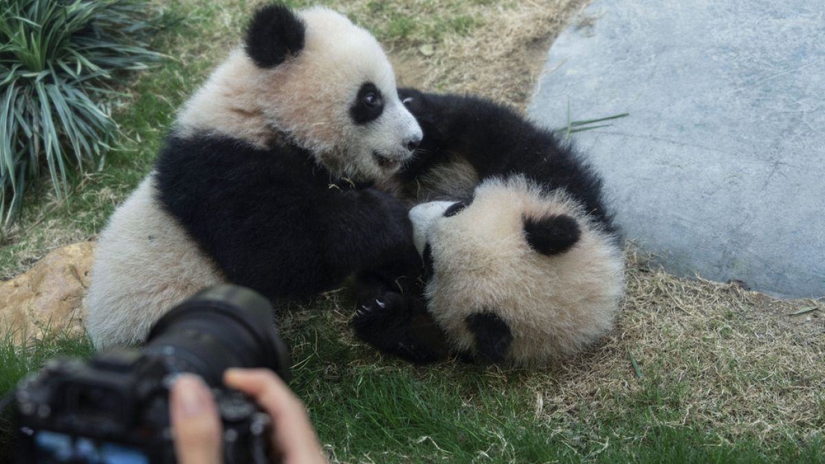 Video. Adorabili cuccioli di panda allattati con biberon allo zoo di ...