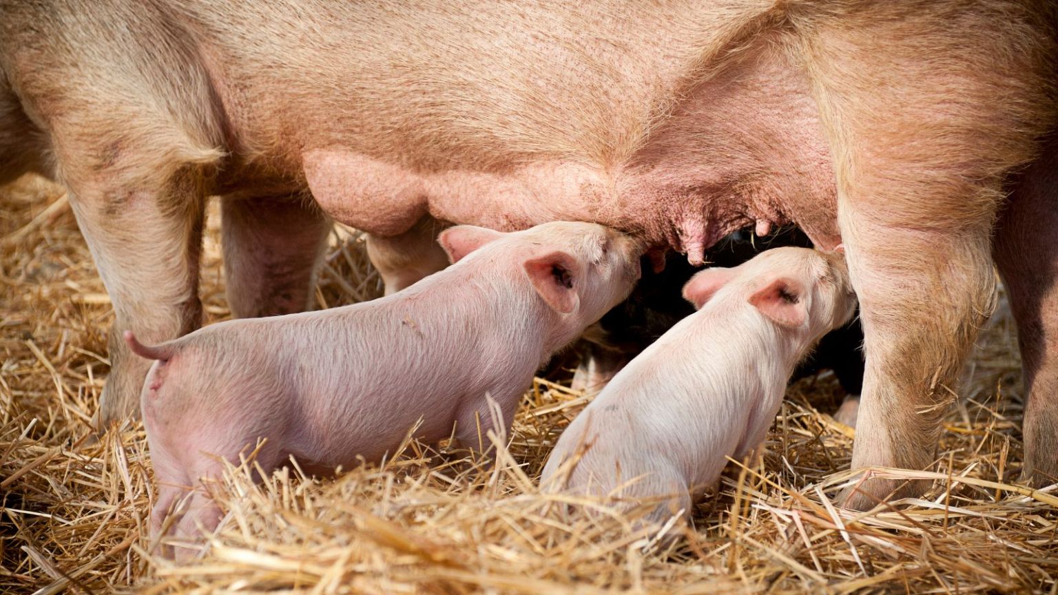 از شیر گاو تا الاغ را می‌خوریم اما شیر خوک را نه، چرا؟ | Euronews