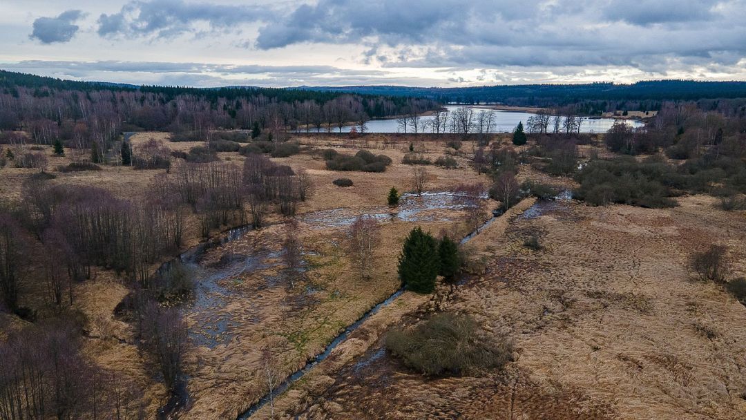 Czechia's €1m dam built for free by beavers: Here's where else they're ...