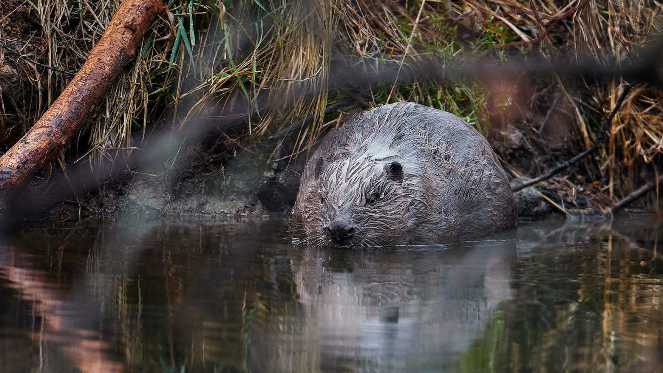 Czechia's €1m dam built for free by beavers: Here's where else they're ...