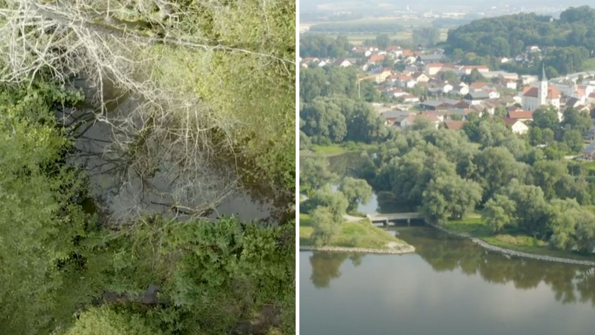 Diga da 1 milione di euro costruita dai castori in Repubblica Ceca: gli ...