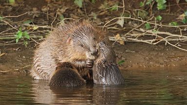 Czechia's €1m dam built for free by beavers: Here's where else they're ...