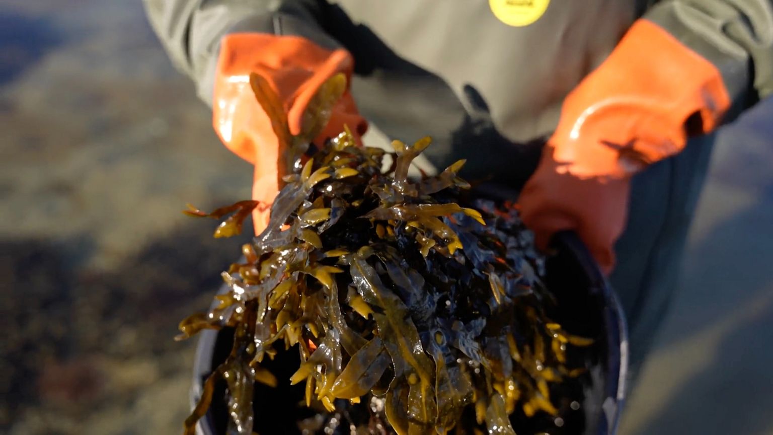 Denmark and Germany promote the use of edible seaweed in a European ...