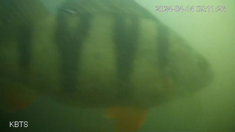 What is the fish doorbell? How a livestream from the Netherlands is ...