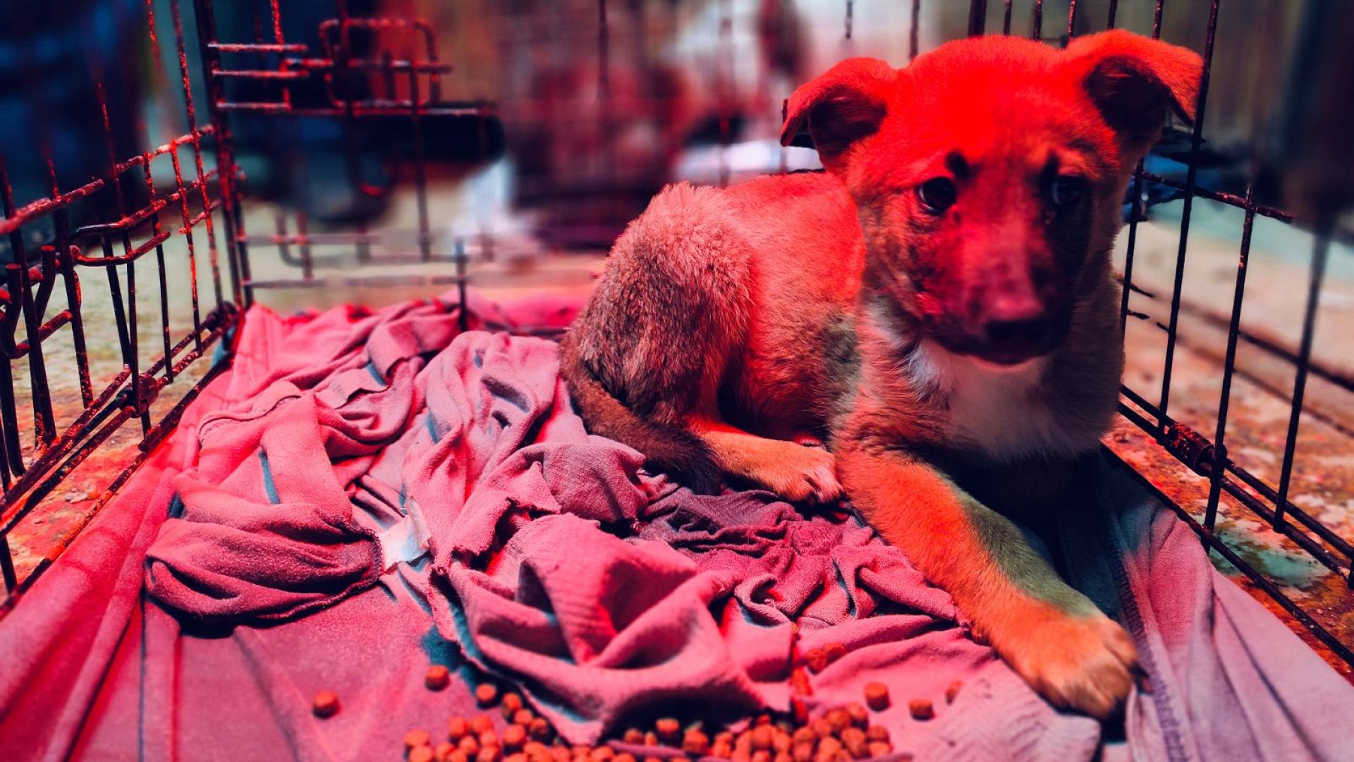 Así es el trabajo heroico de esta ONG que salva animales en Gaza y ...