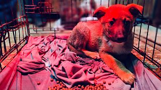 An amphibious mouse, a blob-headed fish and a rain frog: Researchers ...