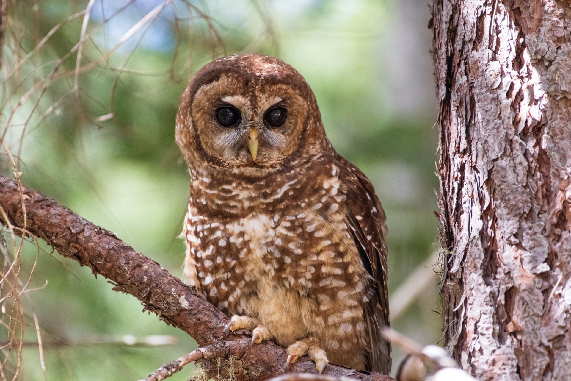 ‘It’s a budget-buster’: Why Trump wants to spend €40 million a year ...