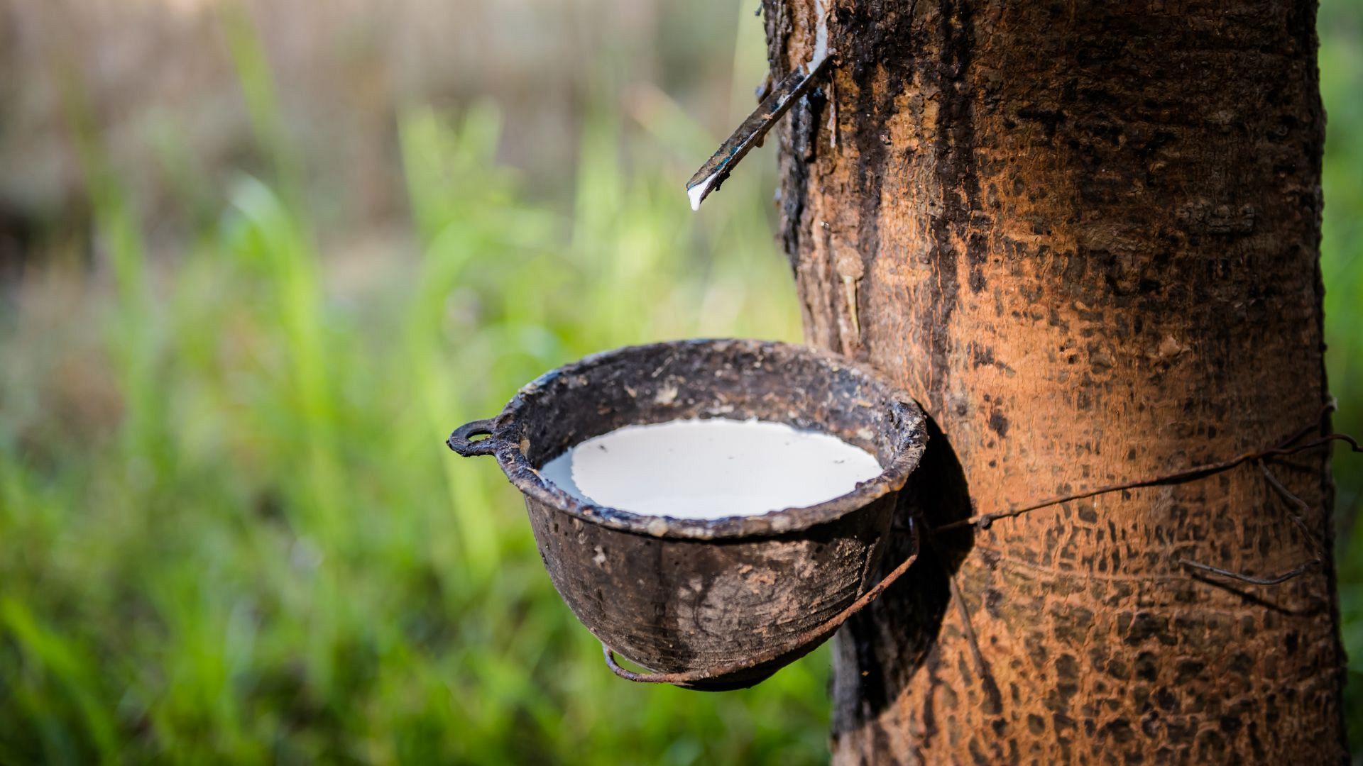 Why is the global rubber market likely to see shortages in 2025? | Euronews