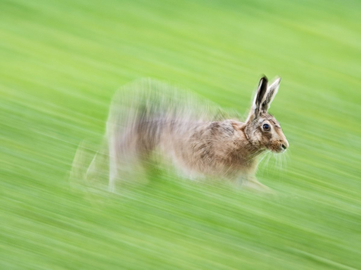 Take a look at the winning images from this year's British Wildlife ...