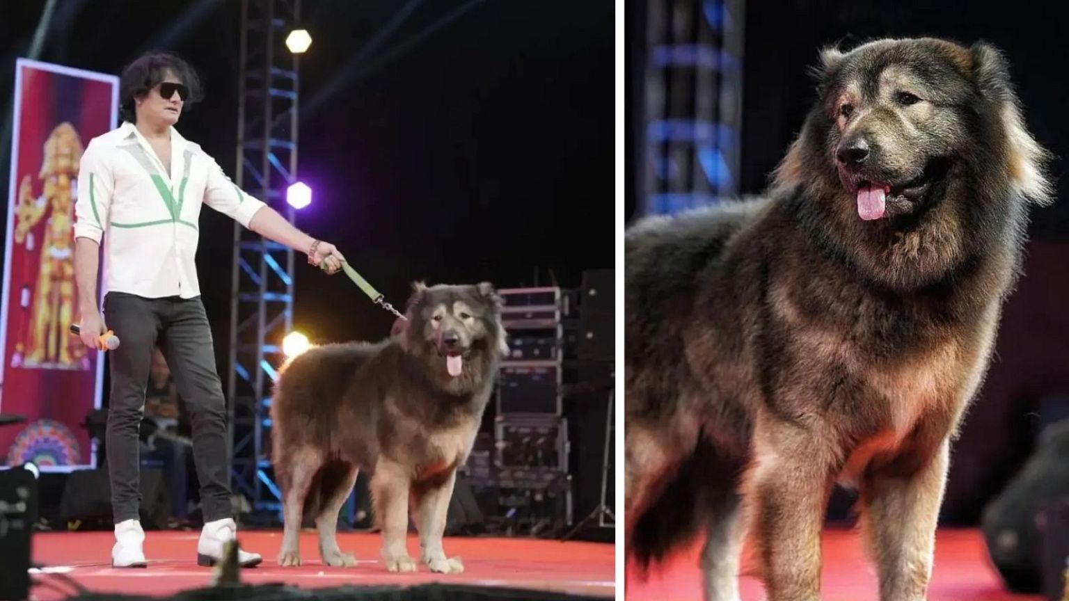 Cadabomb Okami, the world’s most expensive dog, sells for €5.3 million ...