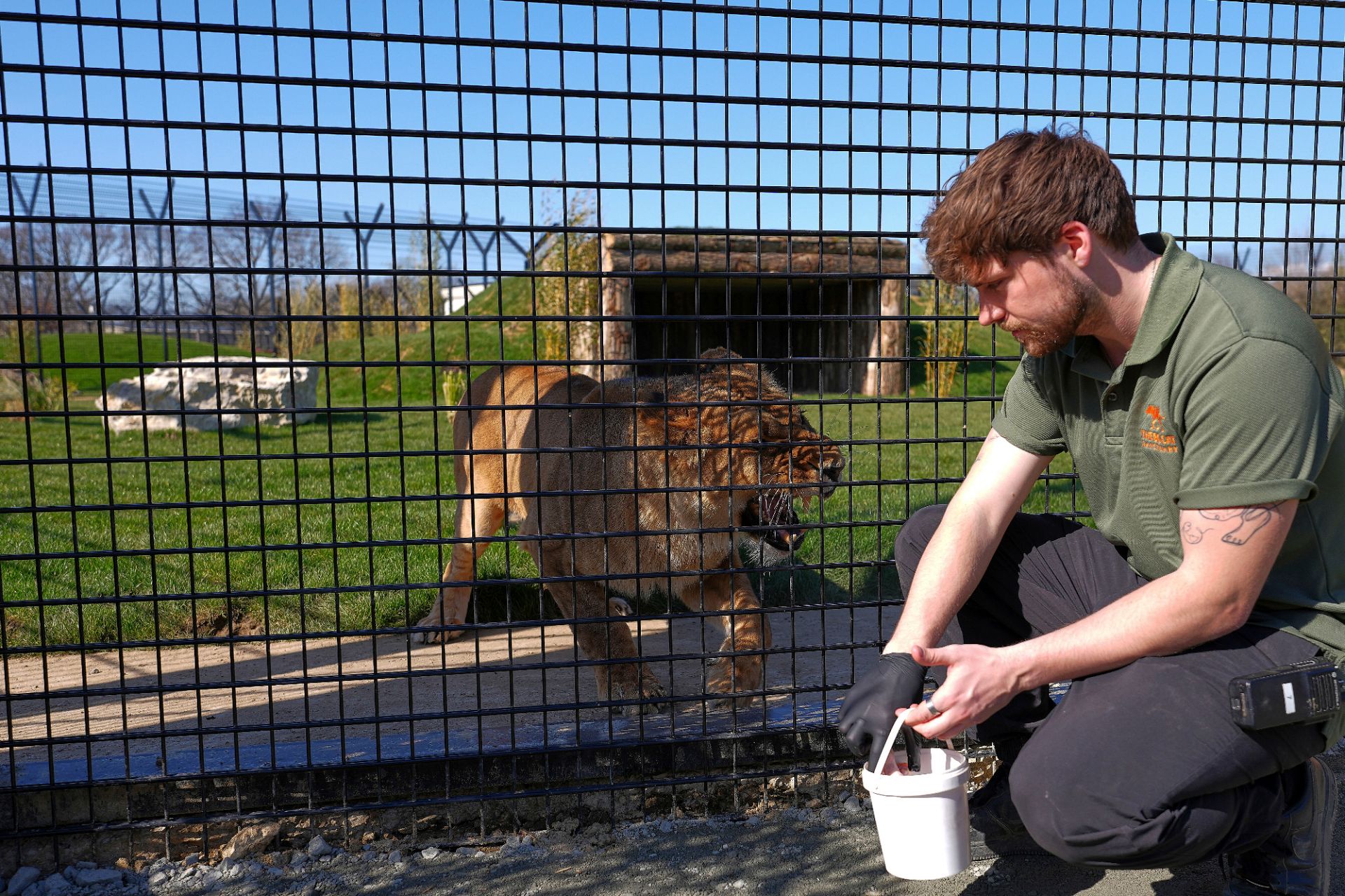 Five lions traumatised by war in Ukraine settle in to their 'forever ...
