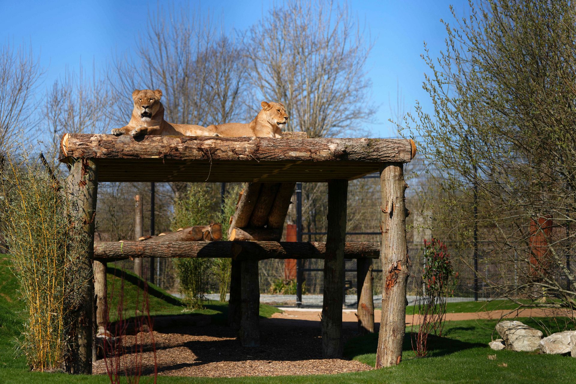 Five lions traumatised by war in Ukraine settle in to their 'forever ...