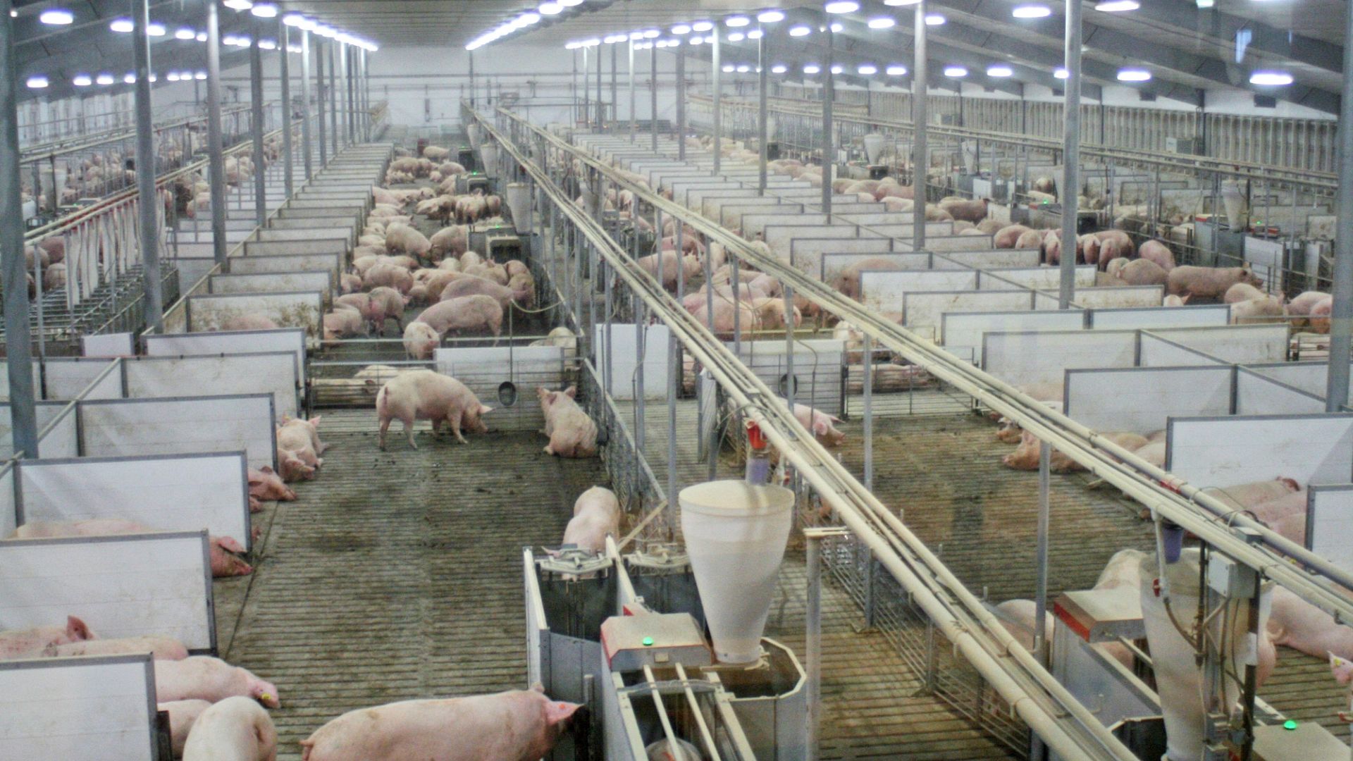 Toxic water and a sickening stench: How pig-rearing has turned this ...