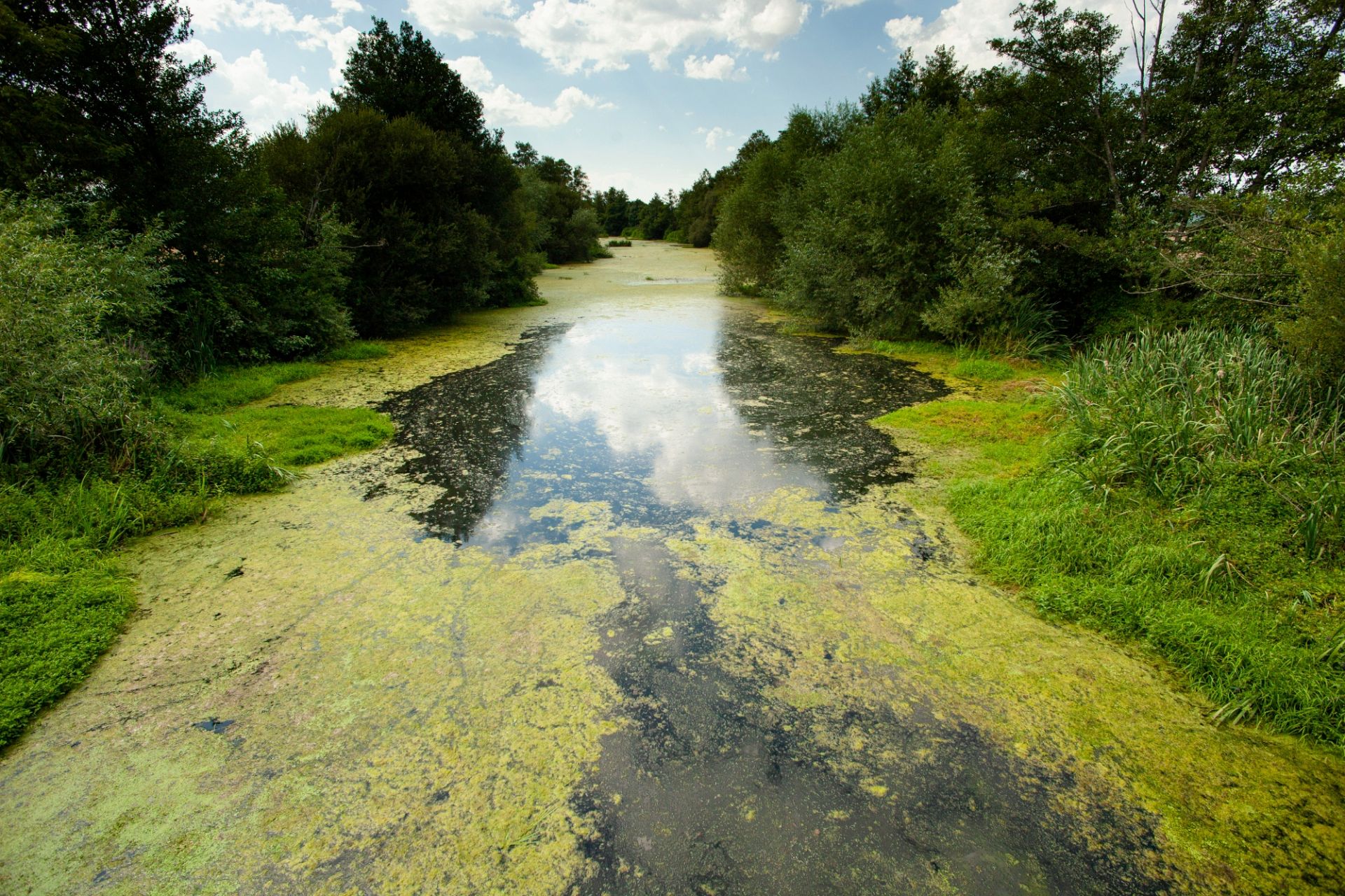 Toxic water and a sickening stench: How pig-rearing has turned this ...