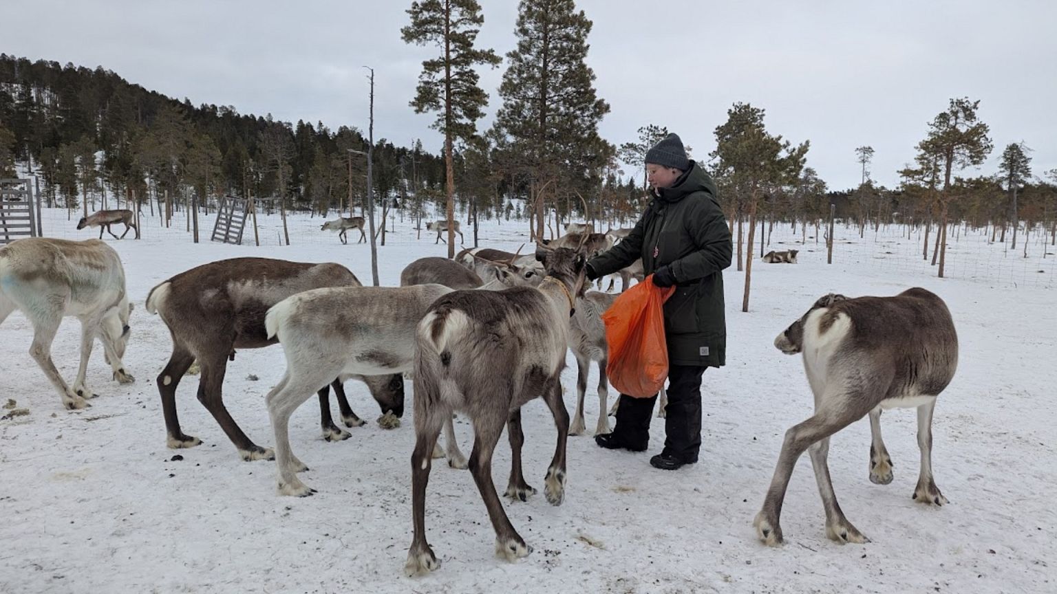 ‘People are not props’: The Sámi reindeer herders fighting stereotypes ...