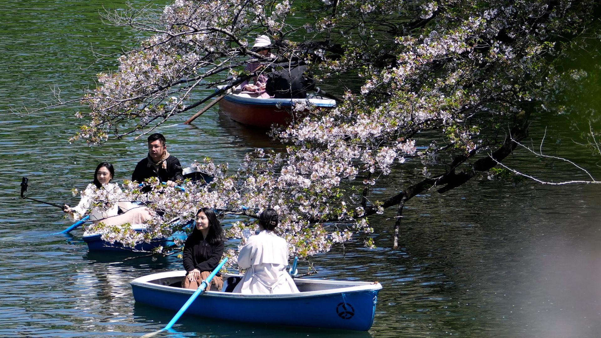 Video. Hanami celebrations begin in Tokyo as cherry blossoms reach ...