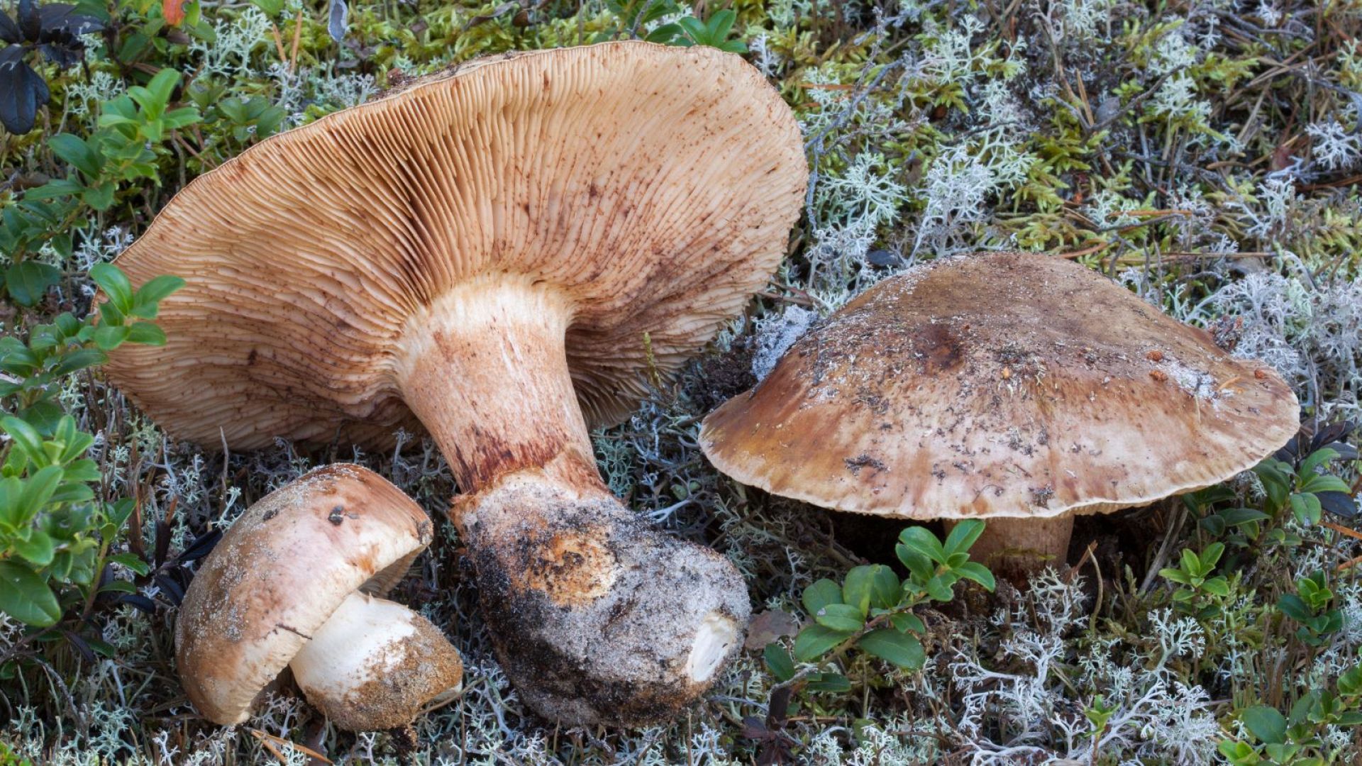 ‘The unsung heroes of life on Earth’: Hundreds of fungi species ...