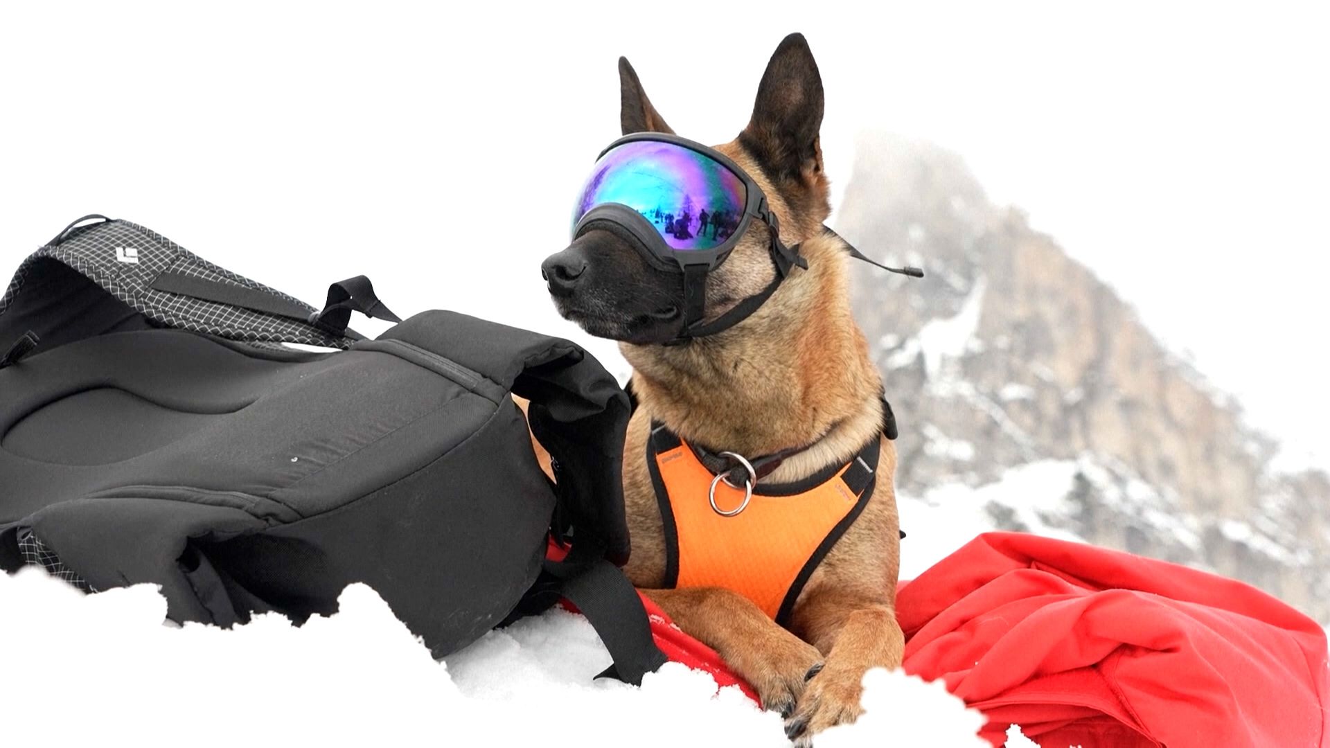 Video. Behind the scenes with alpine rescue dogs ready to save lives ...