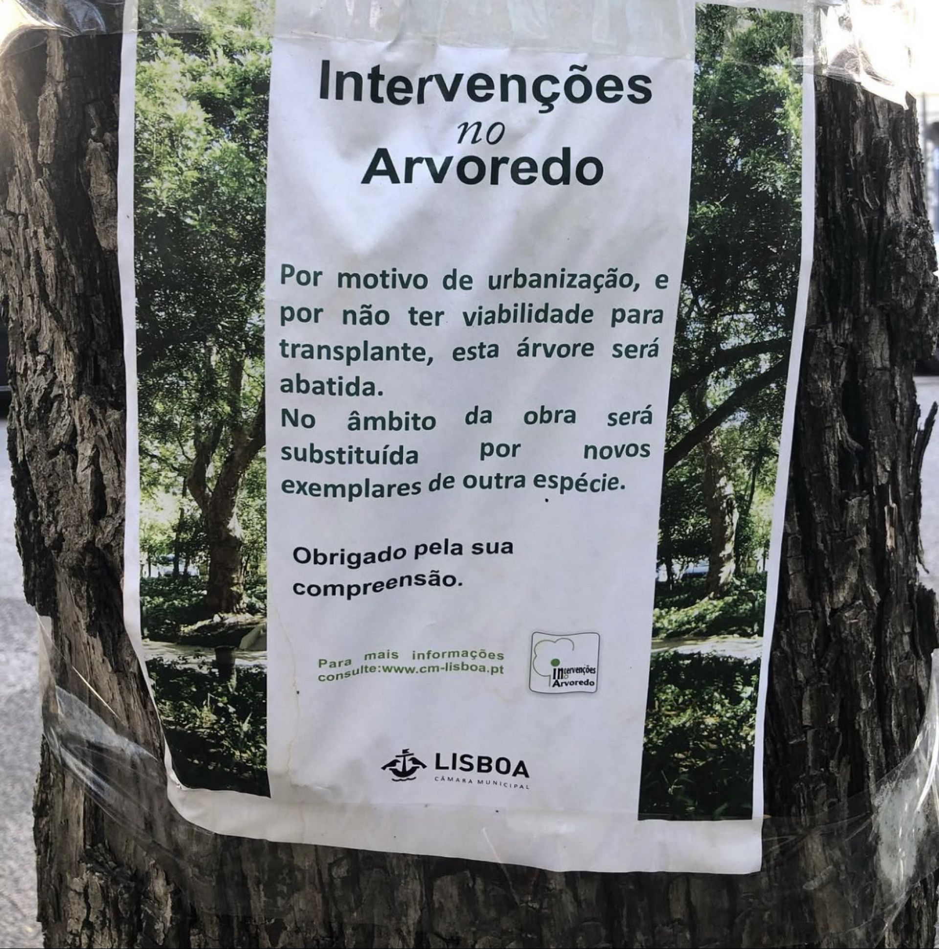 Abate e transplantação de árvores para criar mais estacionamento em ...