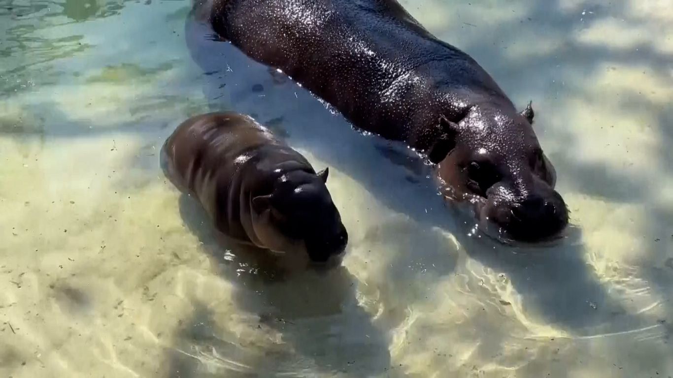 Video. Baby pygmy hippo makes her first appearance at Virginia Zoo ...