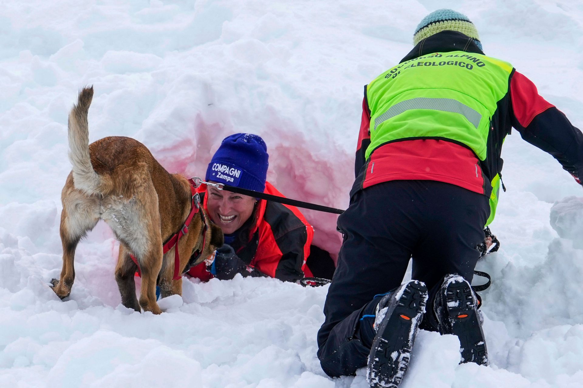 Meet Zen, the border collie teaching rescue dogs as climate change ...