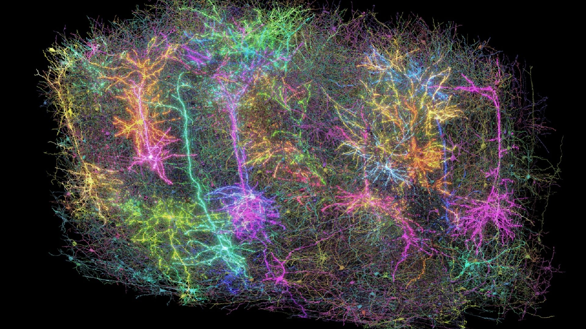 Scientists produce complex map of mouse's brain that could unravel ...