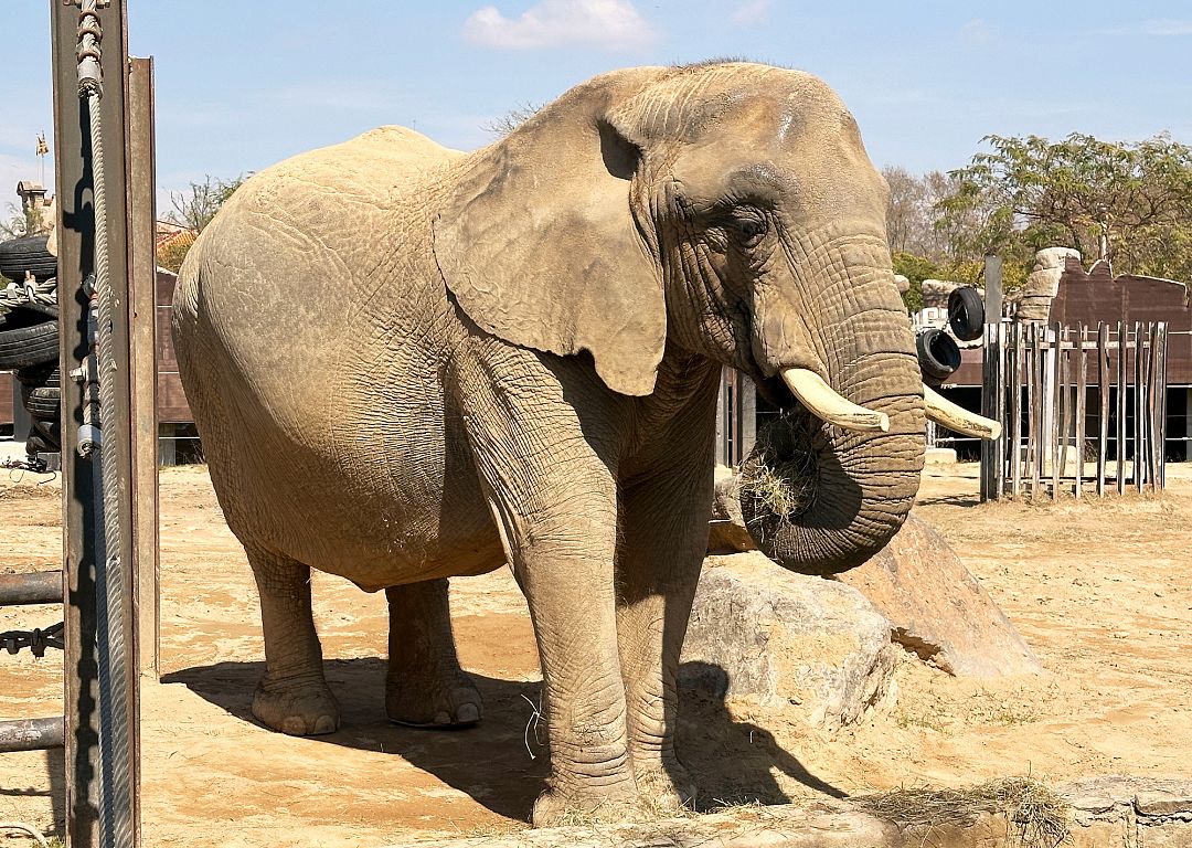 Elephant retirement home: This zoo in Spain is helping elderly animals to age gracefully | Euronews