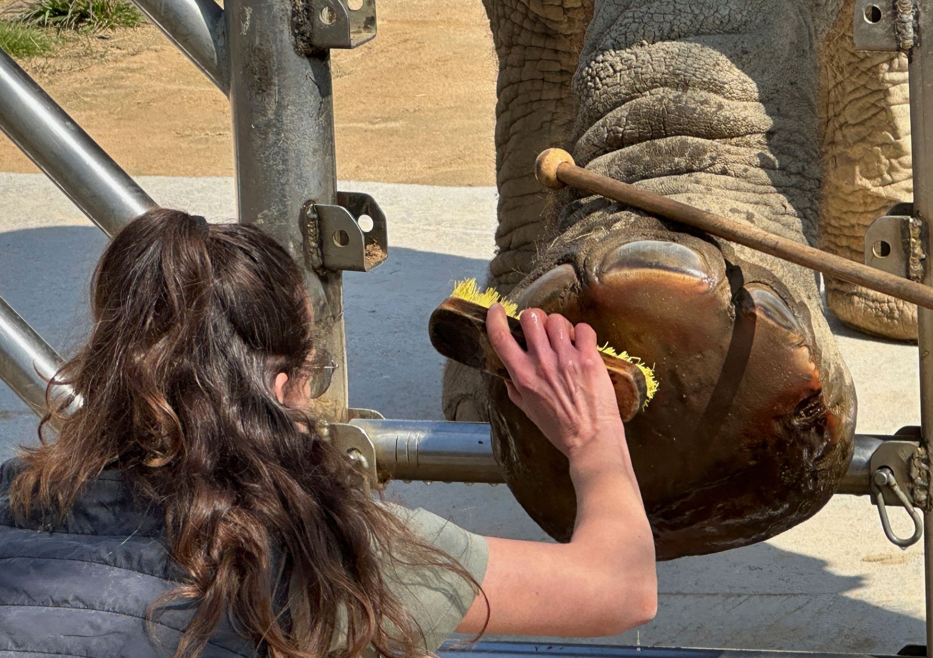 Elephant retirement home: This zoo in Spain is helping elderly animals ...